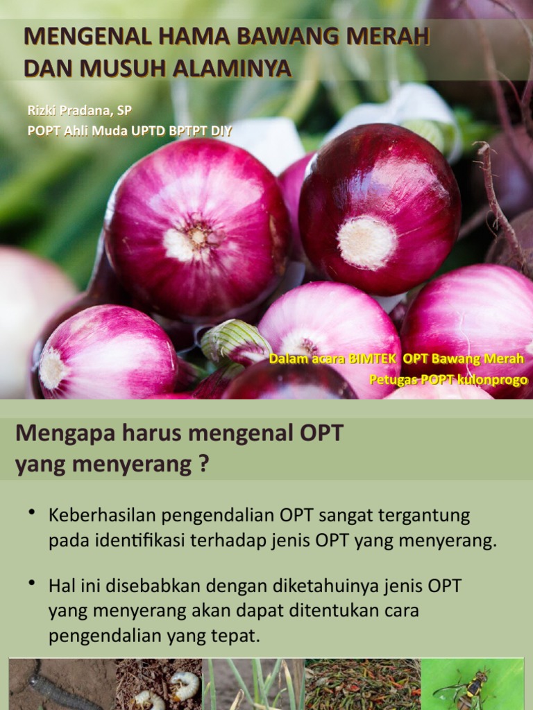 Hama Bawang Merah | PDF