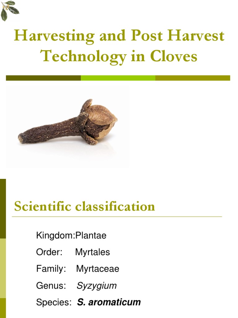 Clove | PDF