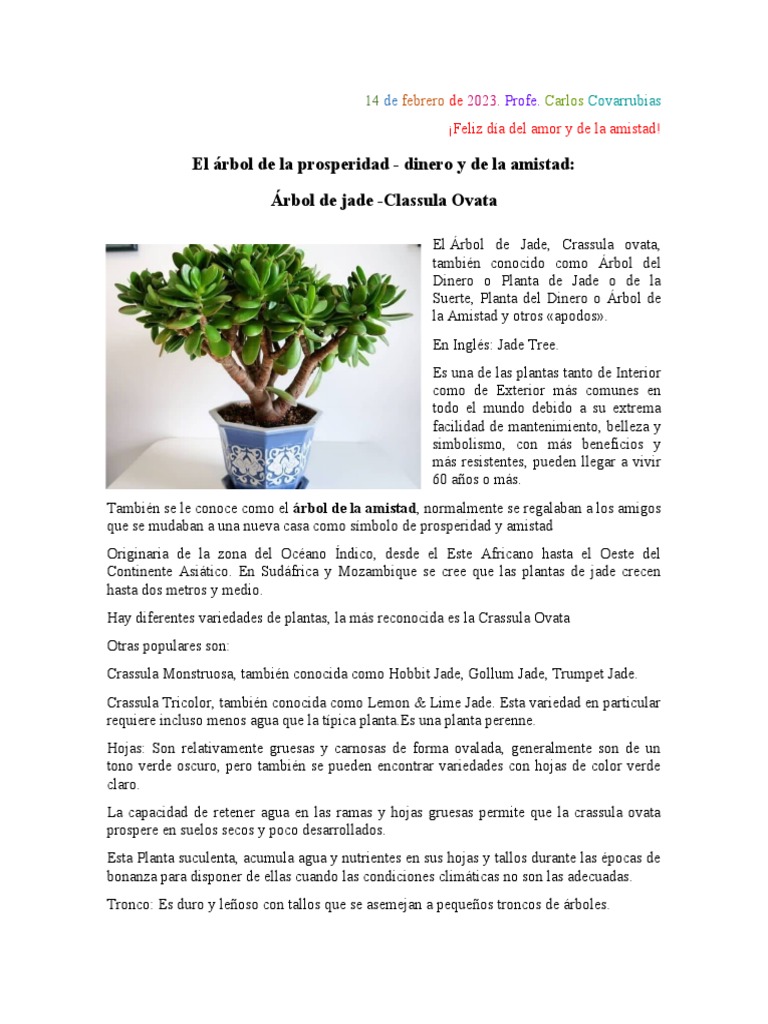 Arbol CLasula Ovata Jade | PDF | Arboles | Plantas