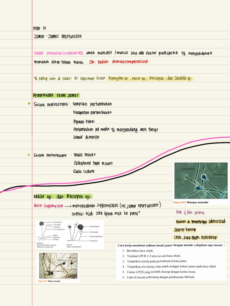 Pr9-Bbs Mikrobiologi (PR) | PDF