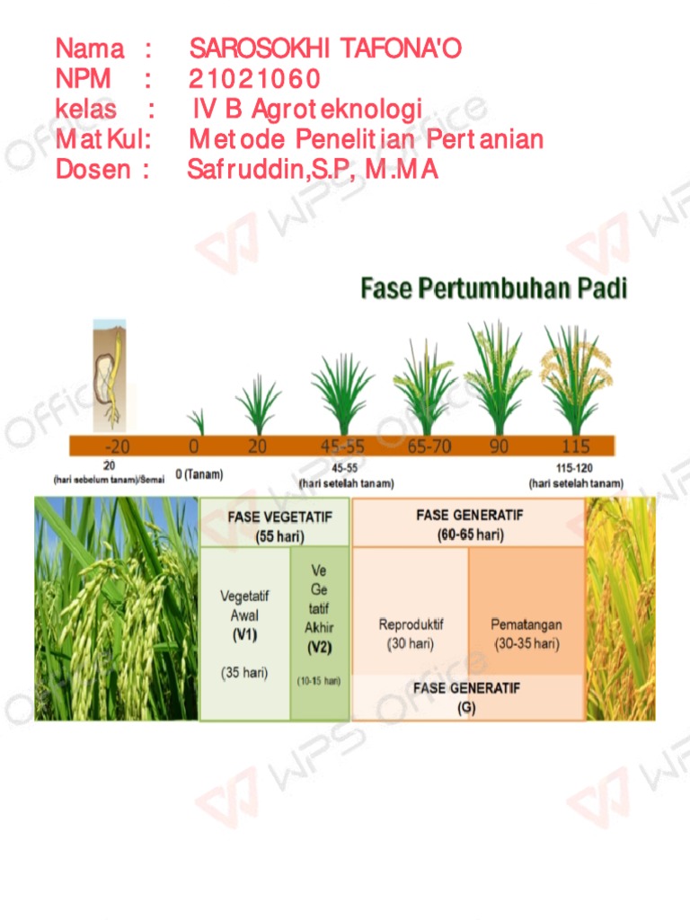 Fase Pertumbuhan Padi Vegetatif Dan Generatif | PDF