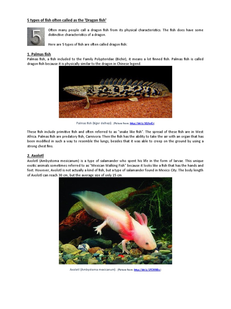 Types of Dragon Fish Explained | PDF | Fish