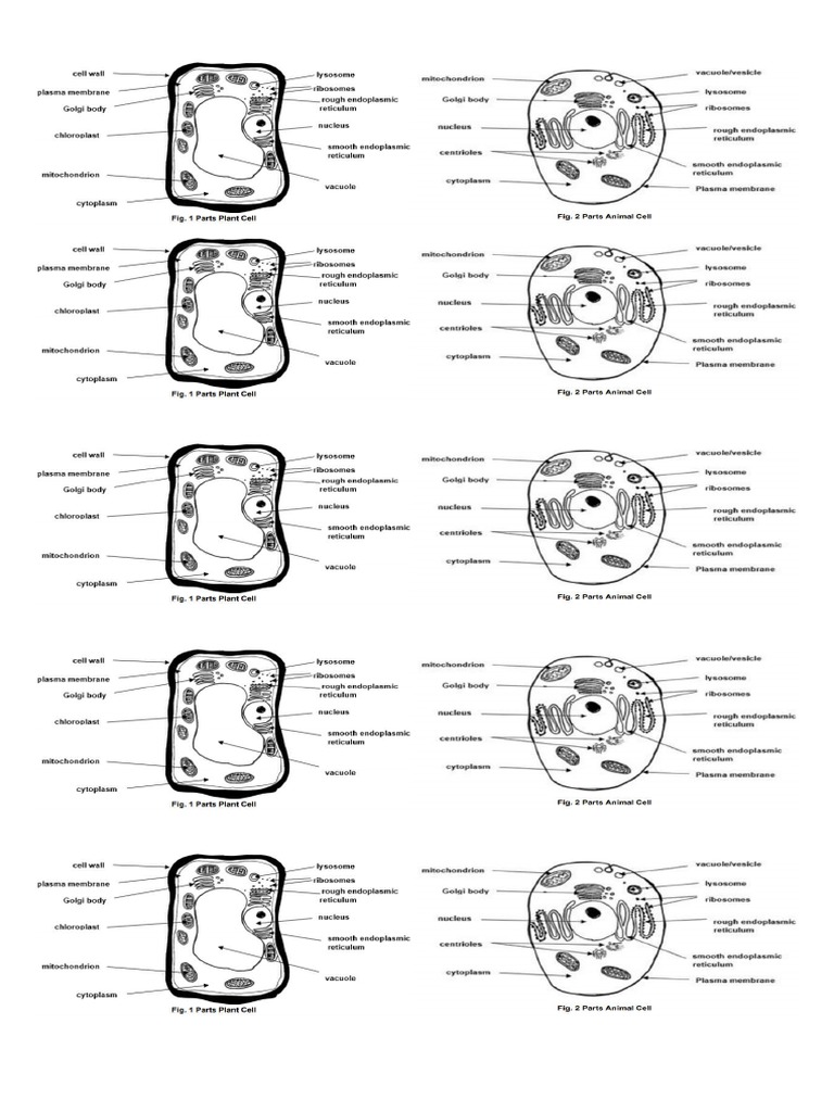 Plant and Animal Cell | PDF