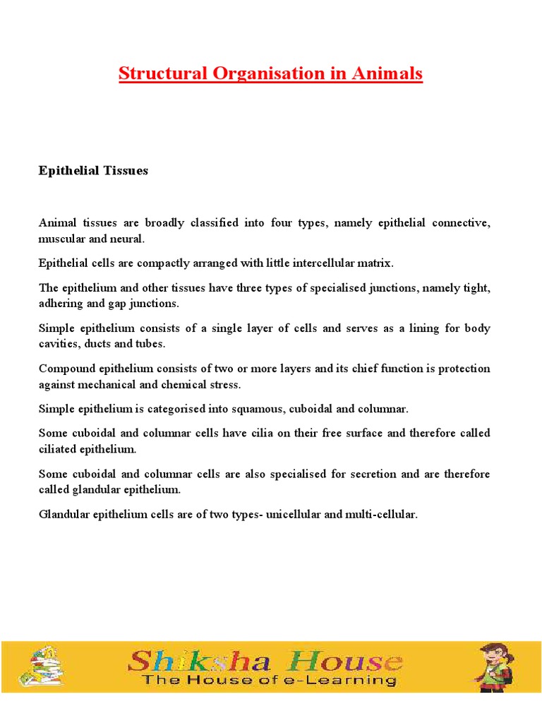 Animal Tissue & Anatomy Guide | PDF