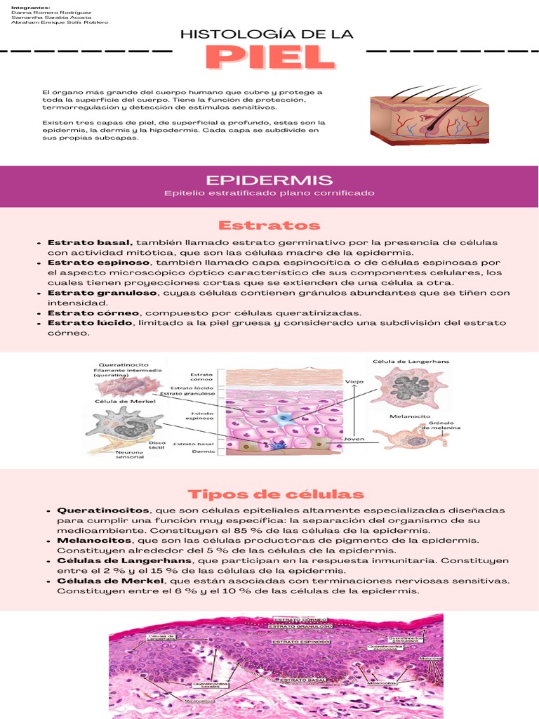 Histologia de Piel | PDF | Epidermis | Piel