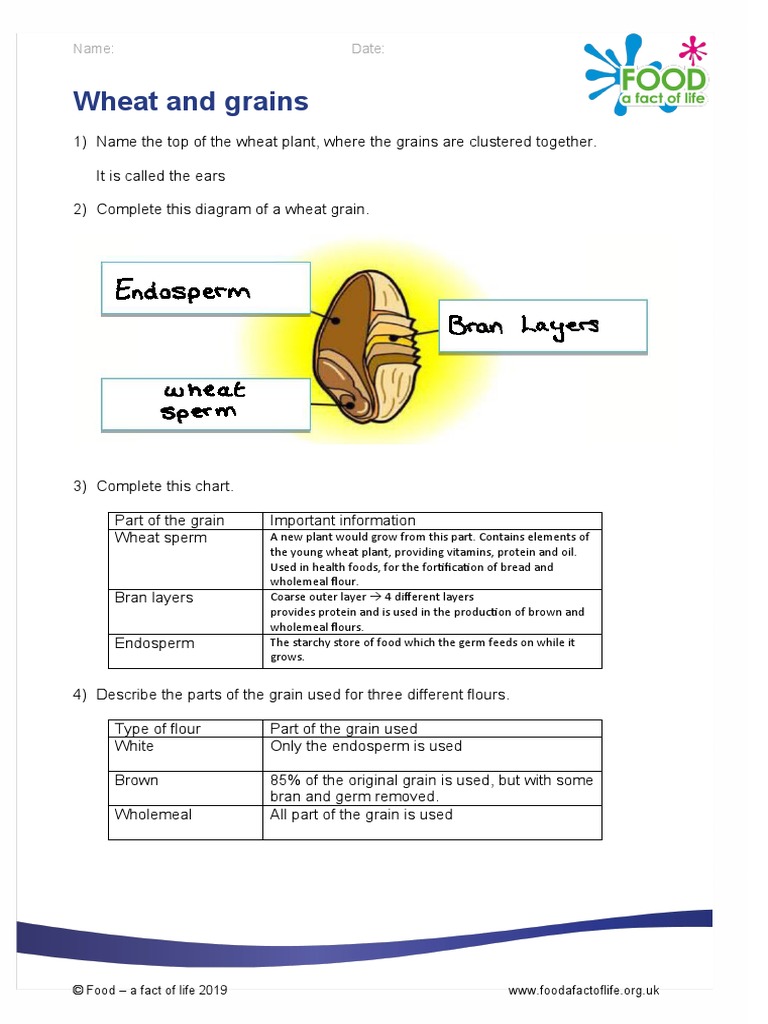 Distance Learning Wheat Worksheet | PDF | Grain | Flour