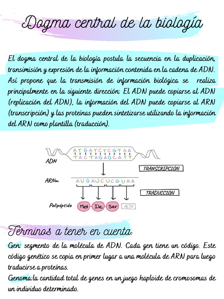 Replicacion, Transcripcion y Traduccion | PDF | Adn | Replicación De Adn