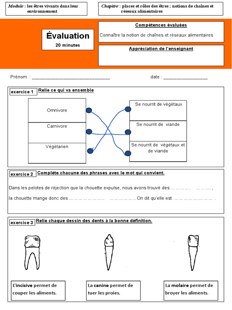 Eva Ev Ra | PDF | Dent | Réseau trophique
