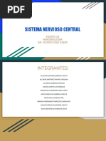 Irrigación Cerebral: Anatomía Detallada | PDF | Cerebelo | Cerebro