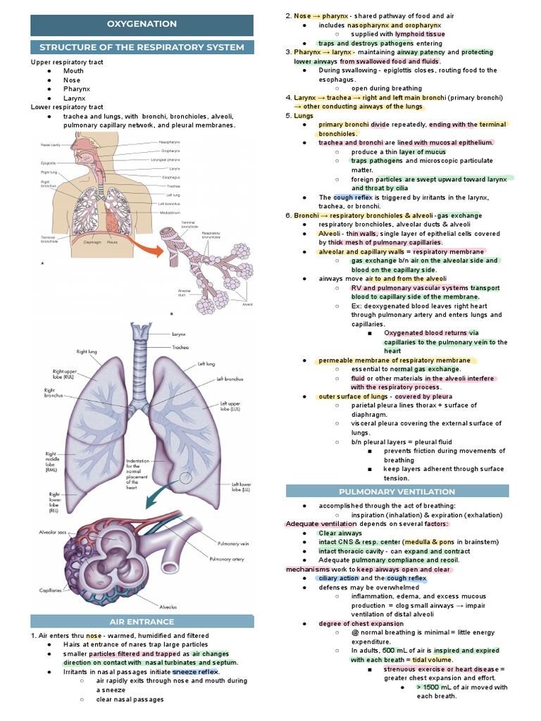 Oxygenation Structure of The Respiratory System: Pulmonary Ventilation ...
