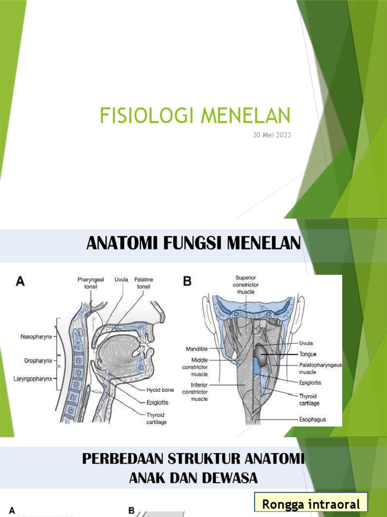 Fisiologi Menelan | PDF