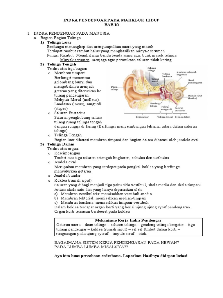 Bab 4 Indra Pendengar Pada Mahkluk Hidup | PDF