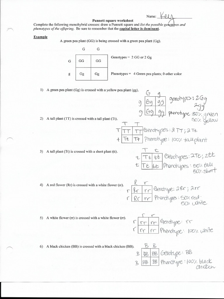 07 Punnett Square Ws Key | PDF