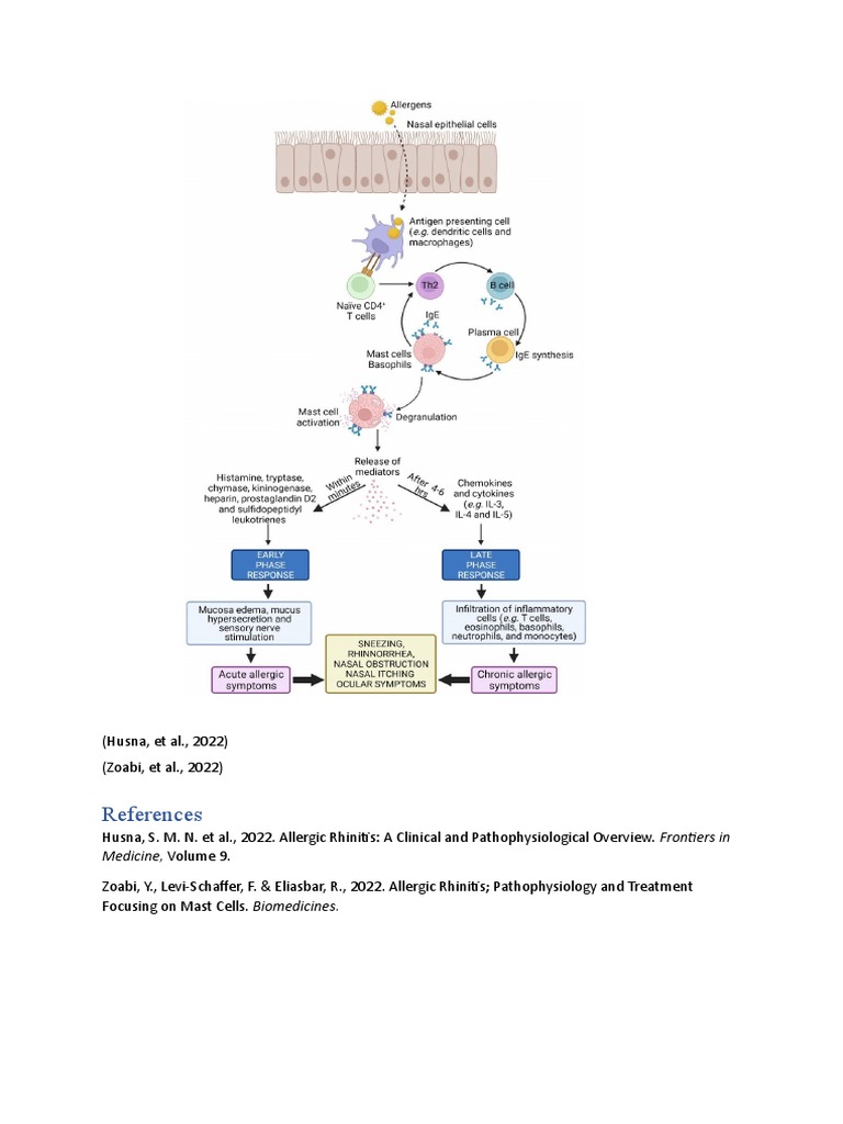 Patofisiologi Rhinitis Alergi Part 2 | PDF