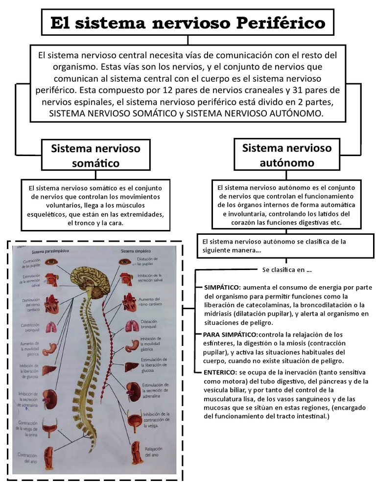 CyT Sistema Nervioso Periferico | PDF | Músculo | Sistema nervioso