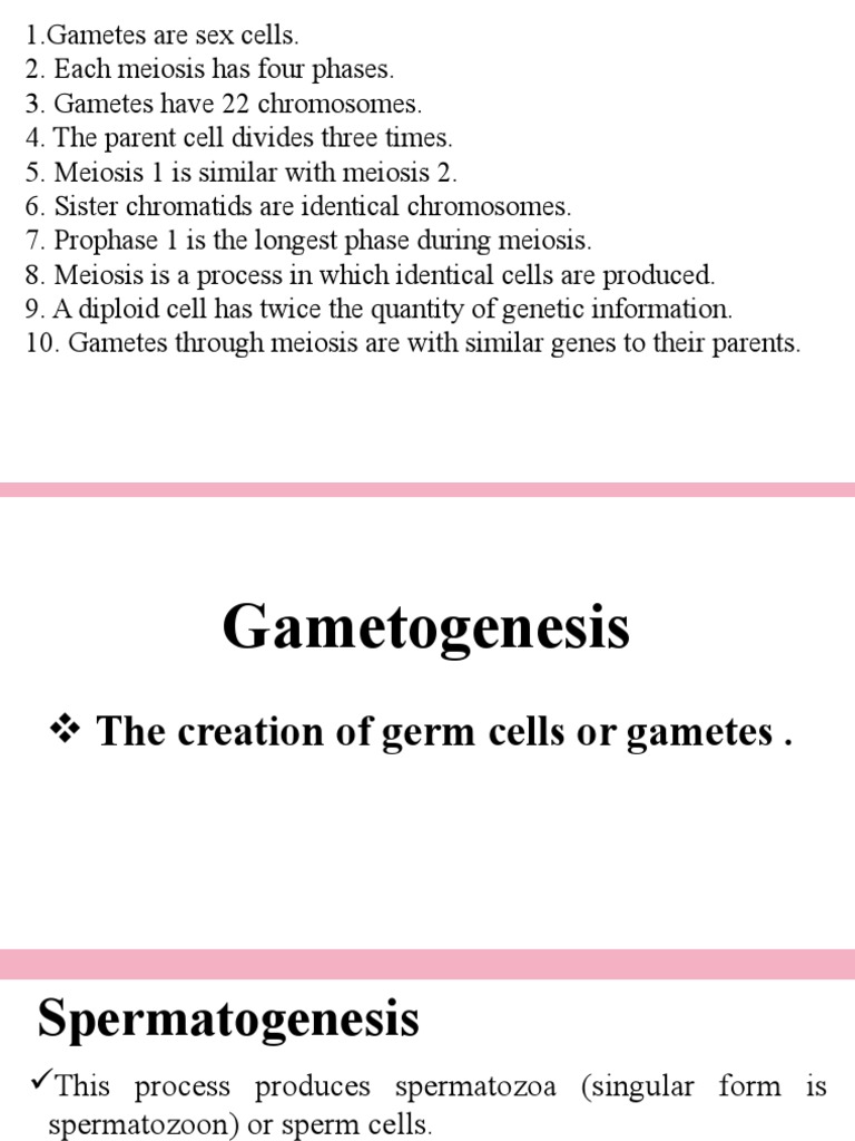 Meiosis and Gametogenesis Explained | PDF | Meiosis | Ploidy