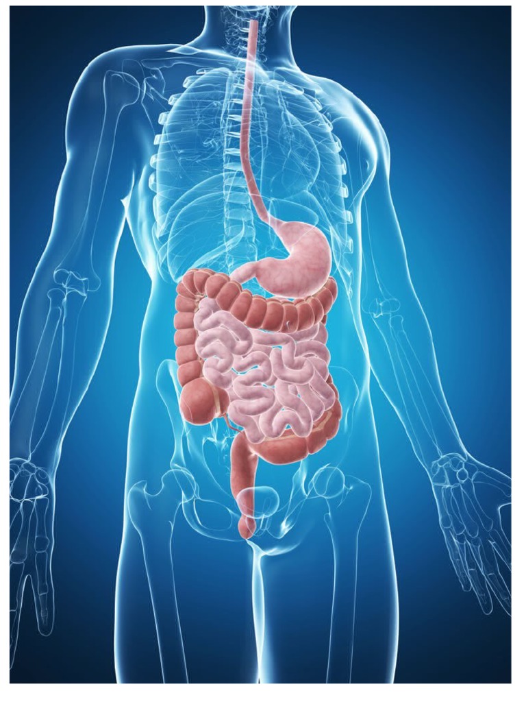 Pancreas | PDF Pancreas | PDF