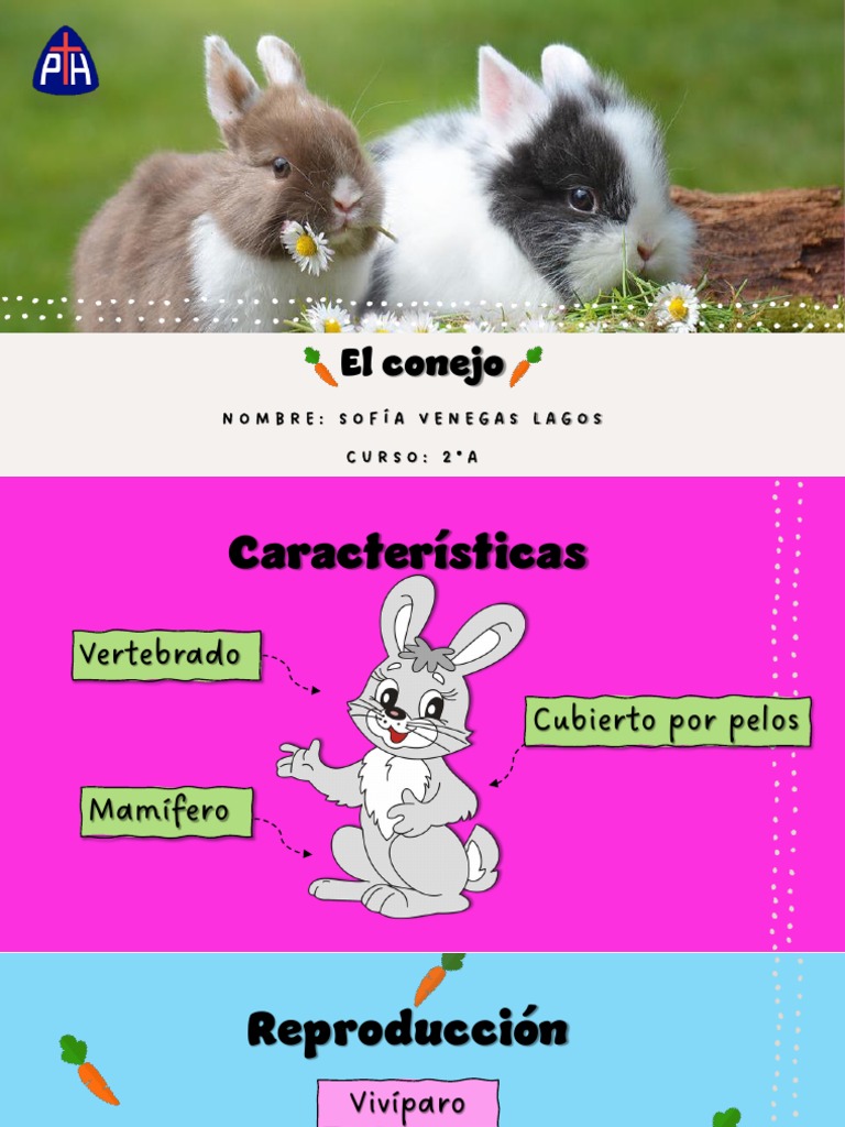 El Conejo | PDF