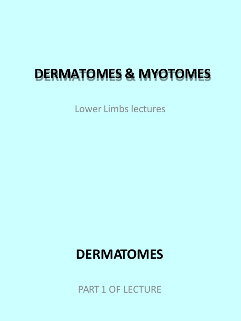 Lower Limb Dermatomes and Myotomes | PDF | Anatomical Terms Of Motion ...