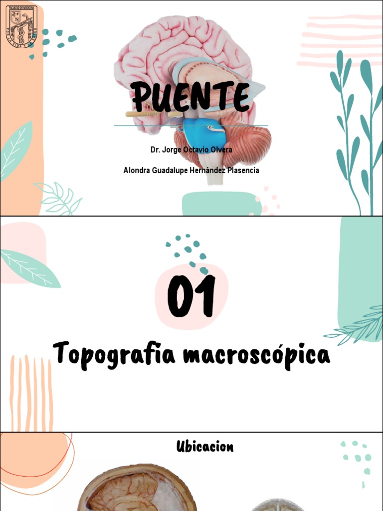 Exposición Puente de Varolio | PDF | Anatomía humana | Cabeza y cuello ...