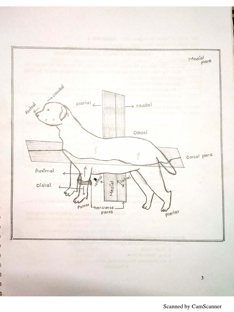 Anatomy Record Paper1 | PDF