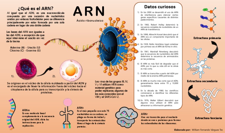 Monografia ARN | PDF | Rna | Adn
