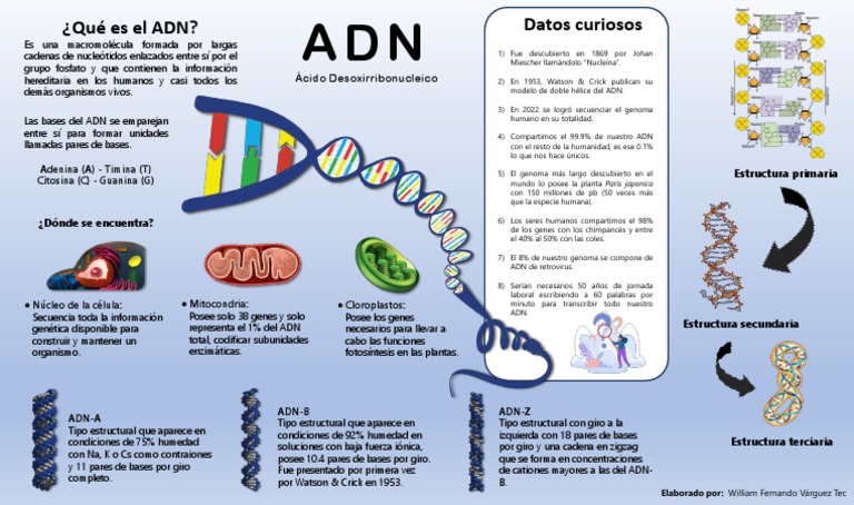 Monografia - ADN | PDF | Adn | Nucleótidos