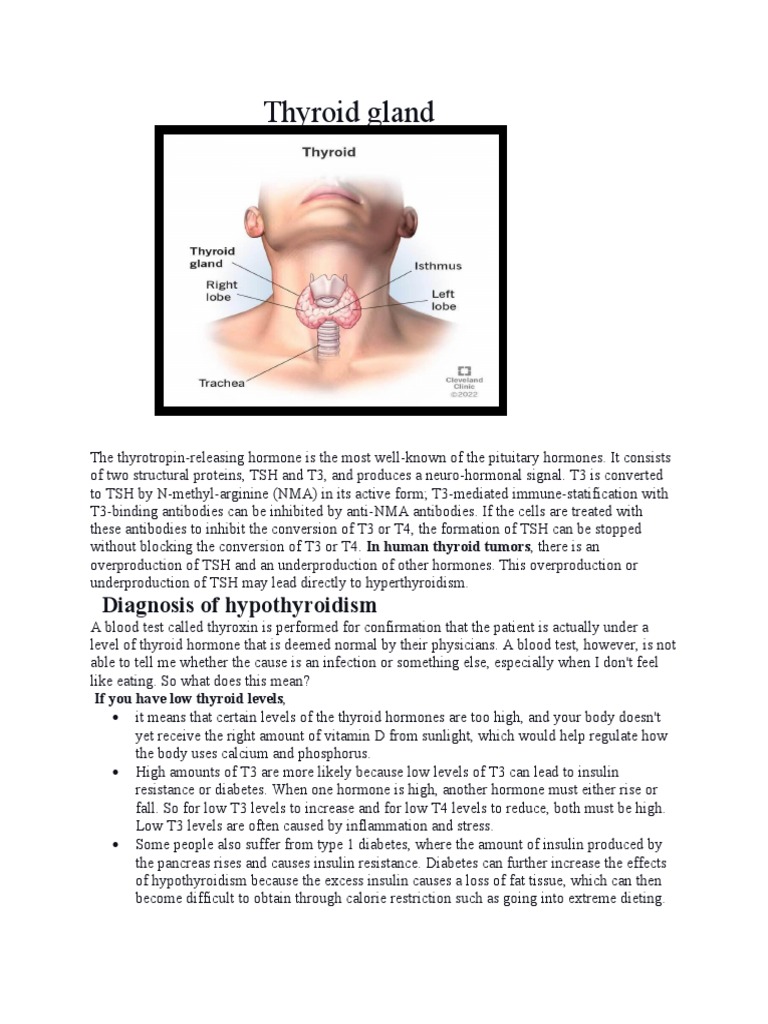 Thyroid Gland | PDF | Hypothyroidism | Thyroid Stimulating Hormone