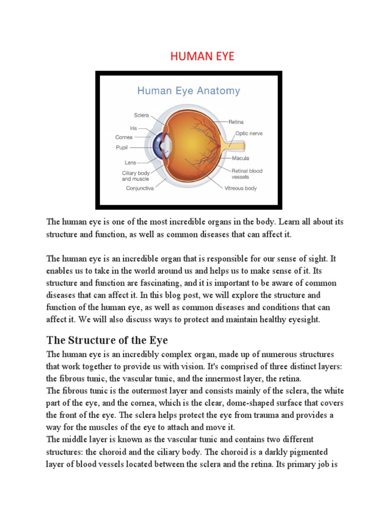Human Eye | PDF | Eye | Human Eye