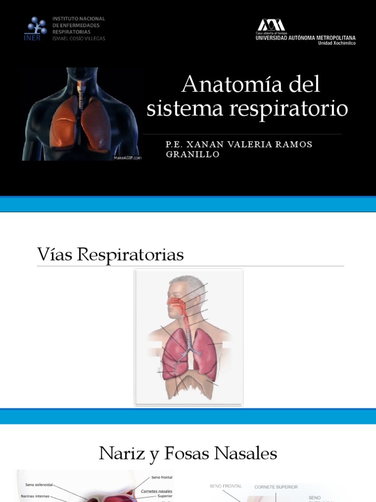 Anatomia Aparato Respiratorio | PDF | Laringe | Nariz humana