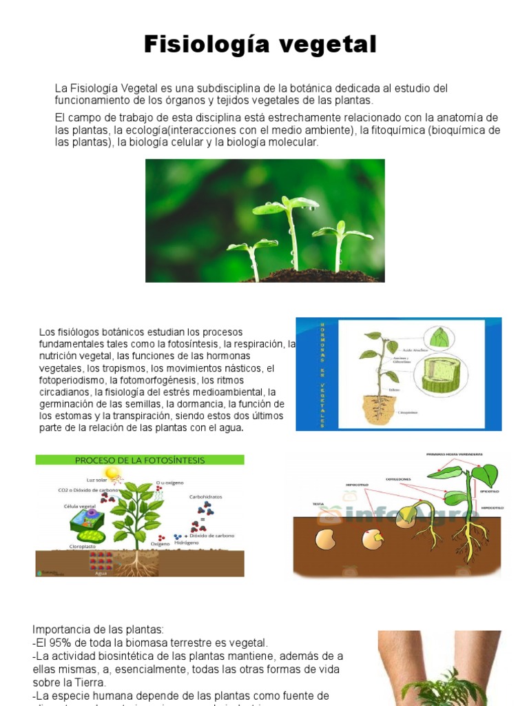 Fisiología Vegetal | PDF