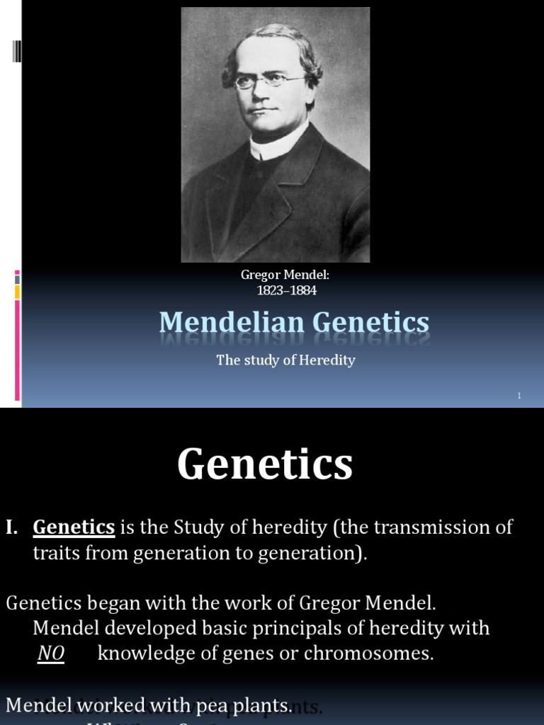 Mendelian Genetics PowerPoint | PDF | Dominance (Genetics) | Genotype