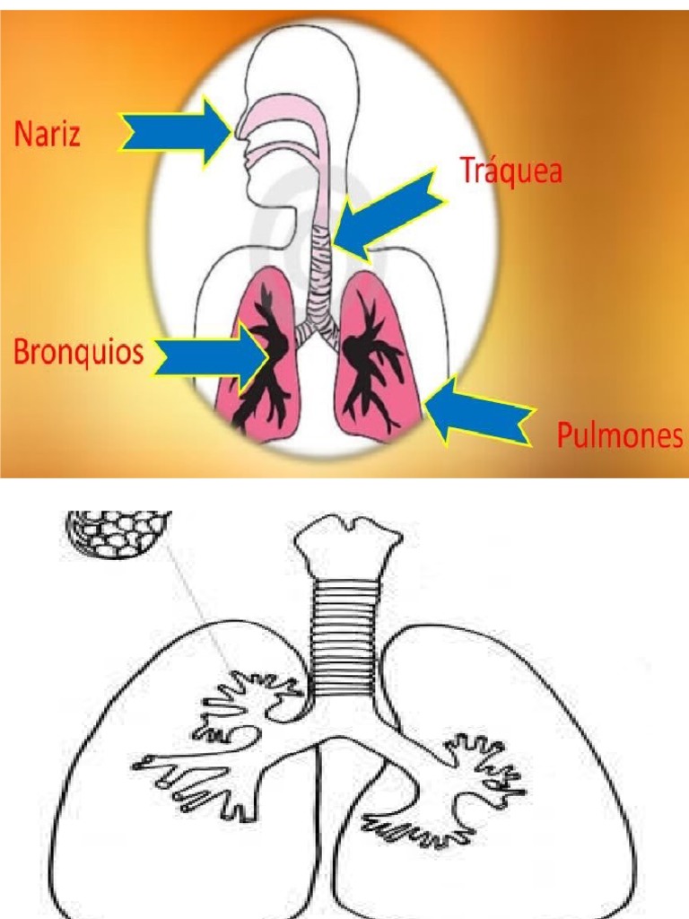 Sistema Respiratorio | PDF Sistema Respiratorio | PDF