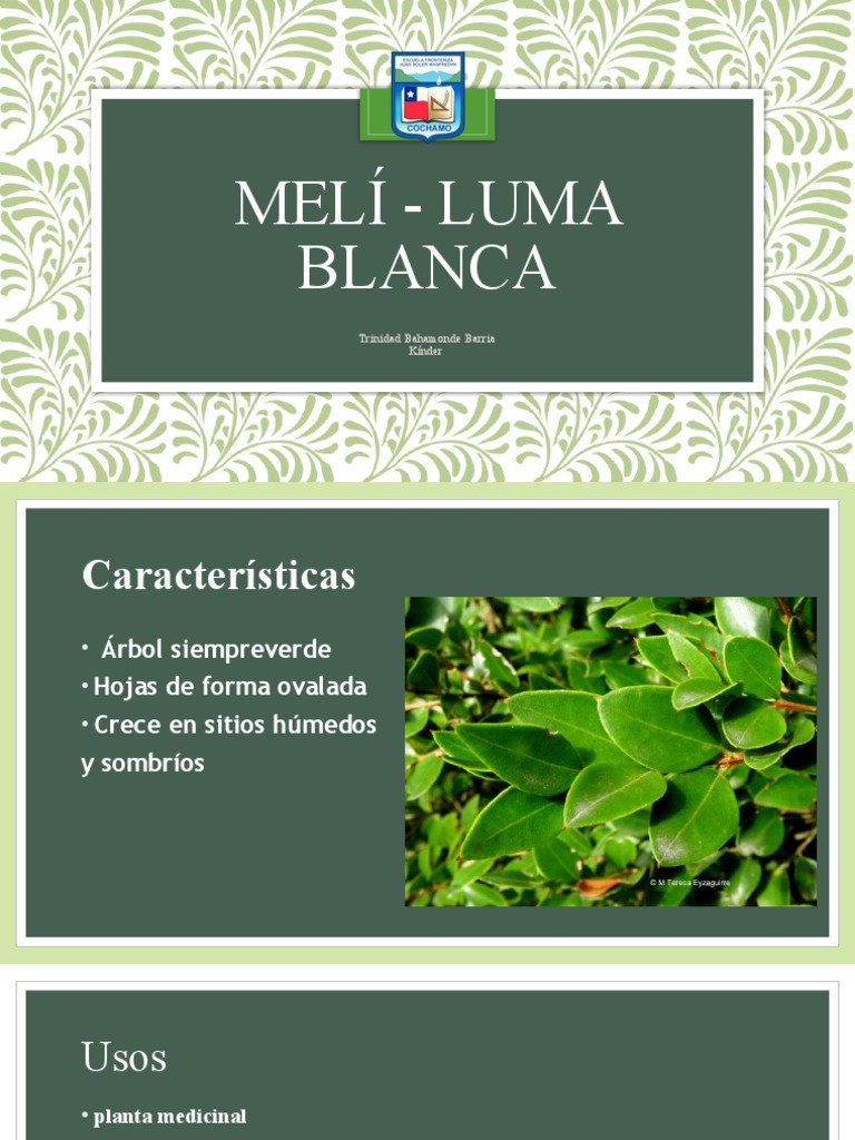 Árbol Melí-Luma: Usos y Características | PDF