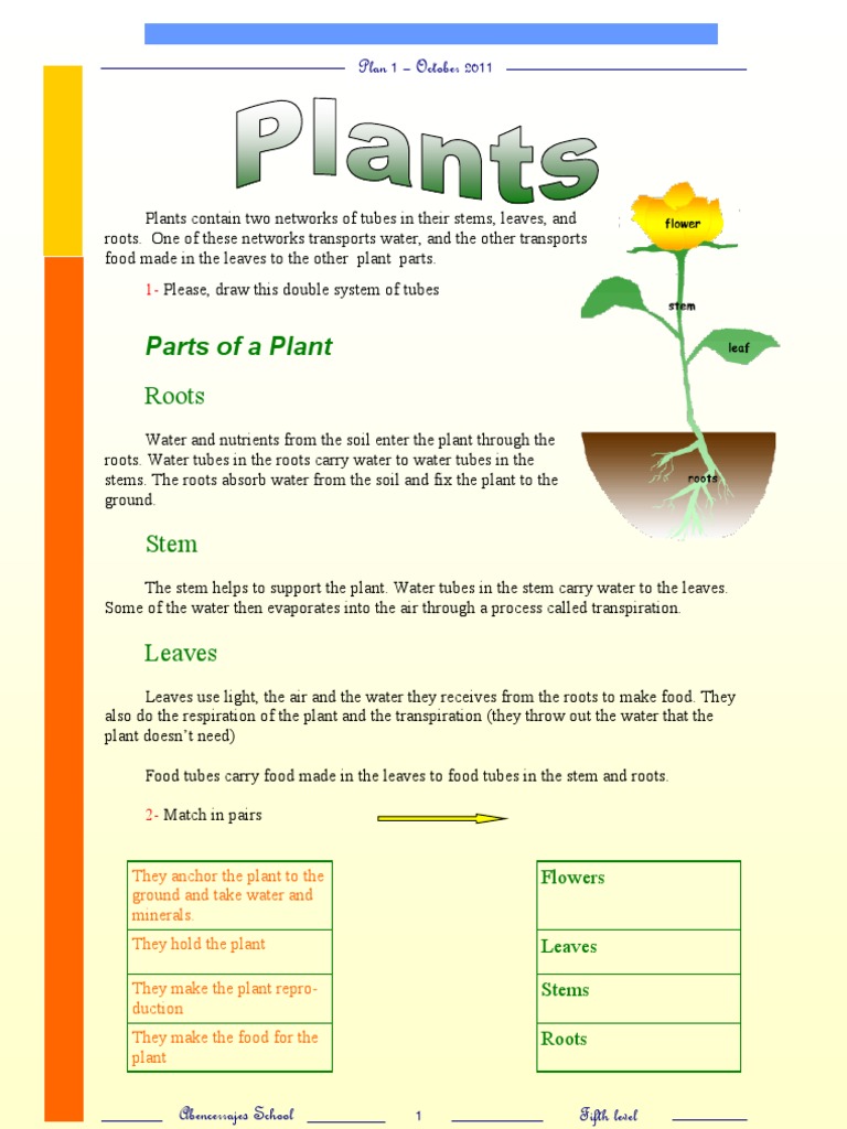 Plant Anatomy and Functions for Kids | PDF | Root | Plants
