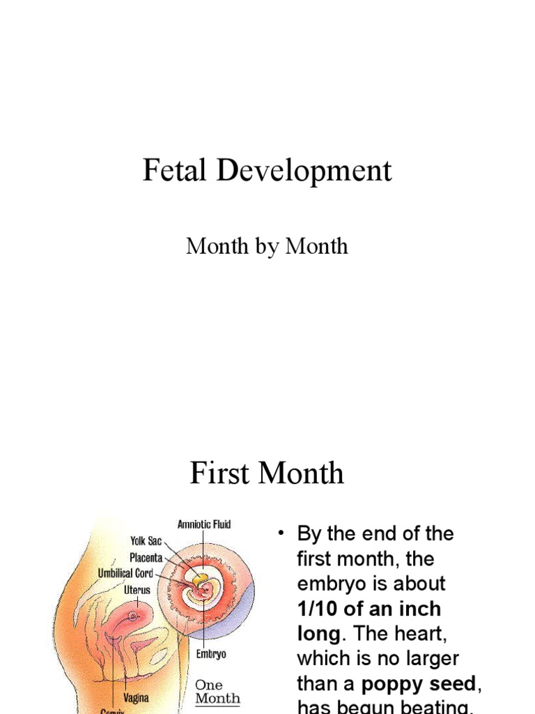 Month-by-Month Fetal Development Guide | PDF | Self-Improvement | Wellness
