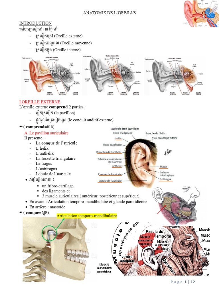 Anatomie de l'Oreille: Structure et Fonctions | PDF | Système ...
