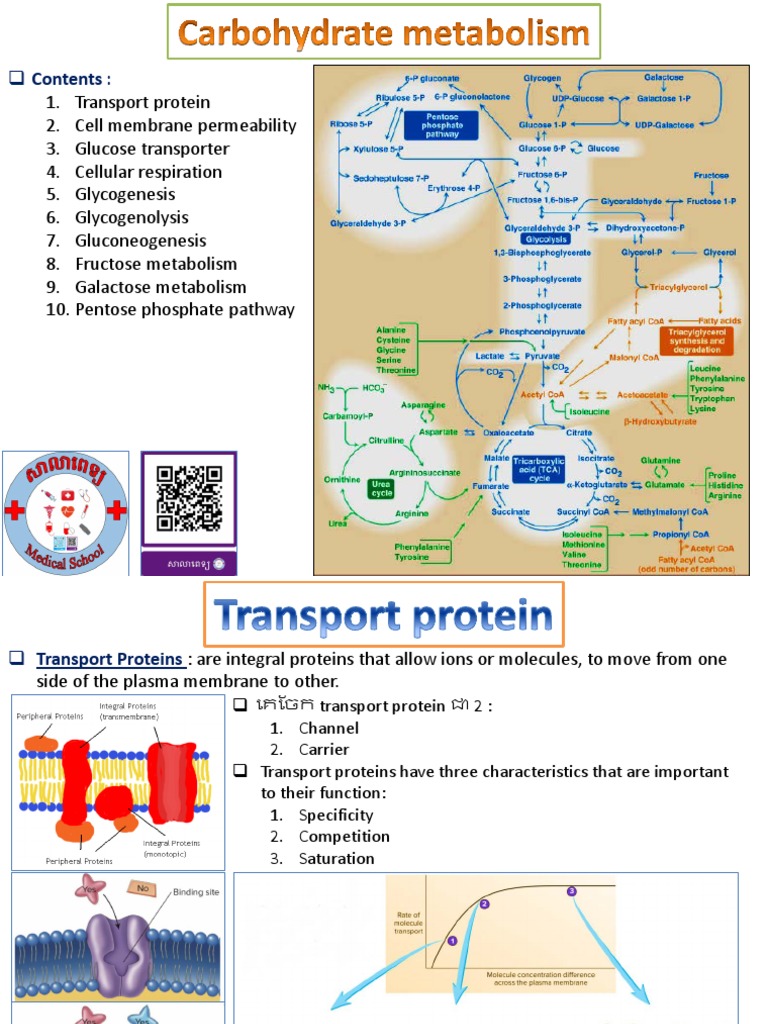 1-Carbohydrate Metabolism | PDF | Osmosis | Cell Membrane