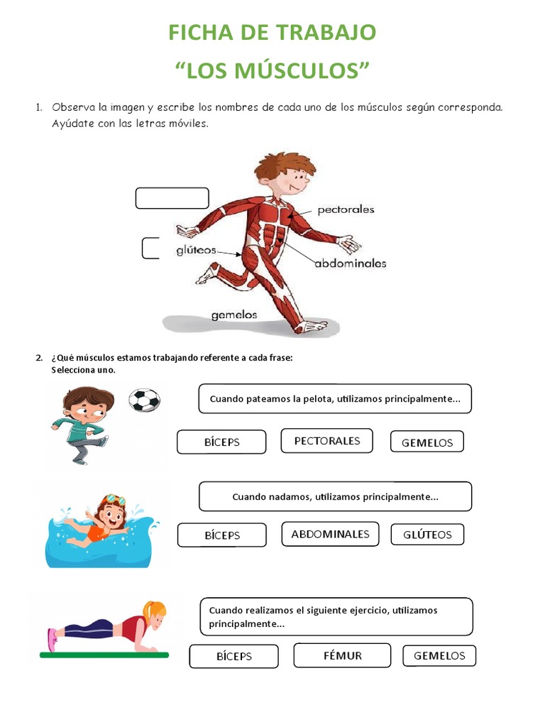 Los Musculos Ficha | PDF