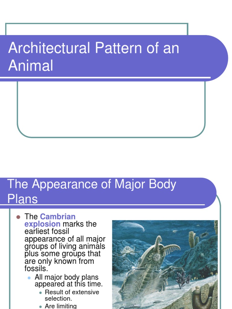 Lecture 2. Architectural Pattern of An Animal | Download Free PDF ...