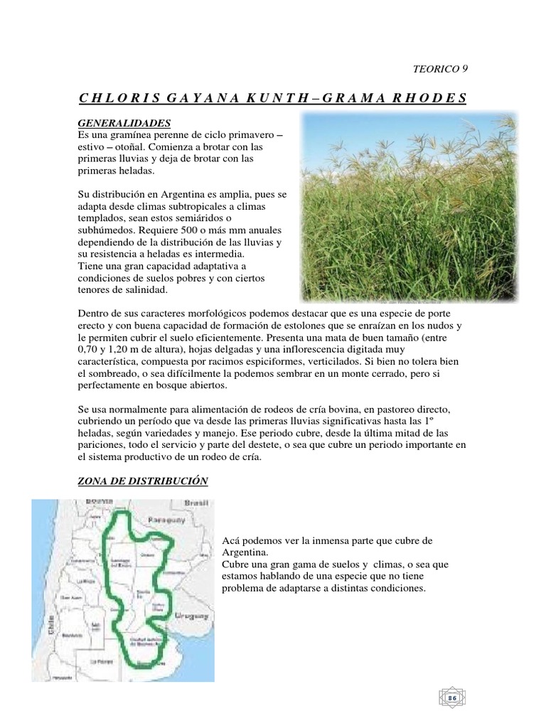 Teorico 9 Forrajes | PDF | Tallo de la planta | Pasto