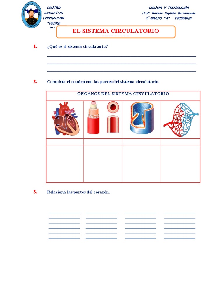 Ficha Sobre El Sistema Circulatorio | PDF