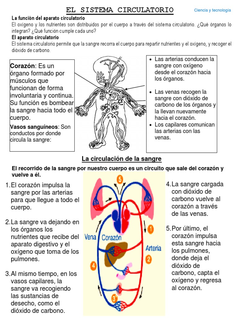 fichas de actividad 02 -05 - 2023 | PDF | Sistema circulatorio | Corazón