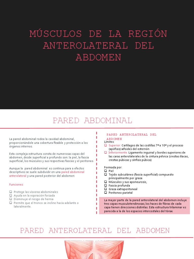 Músculos de La Región Anterolateral Del Abdomen | PDF | Abdomen ...