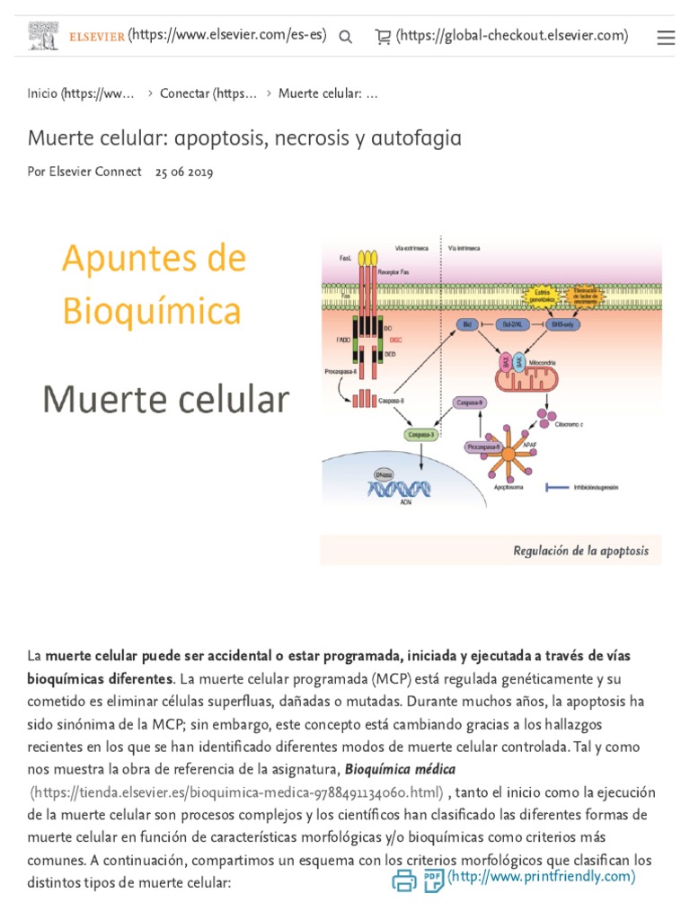 Muerte Celular - Apoptosis, Necrosis y Autofagia | PDF | Apoptosis ...