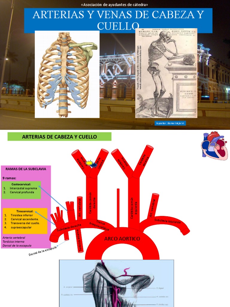Ramas De La Arteria Vertebral