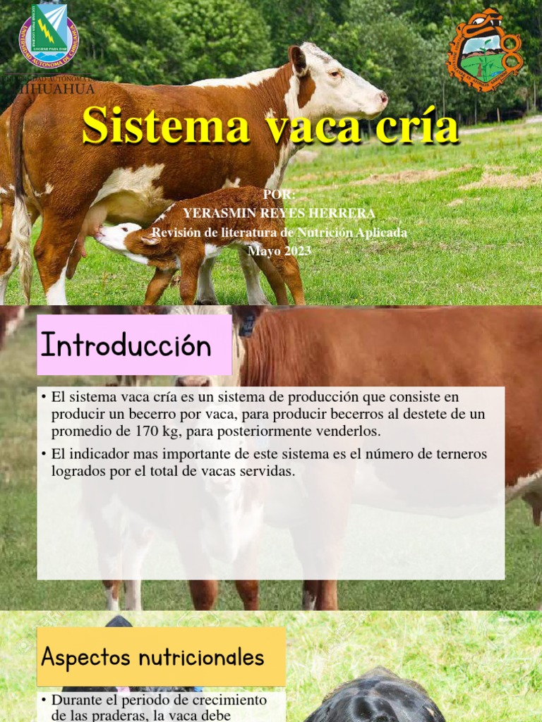 Sistema Vaca Cría Ppt-Comprimido | PDF | Vacas | Destete