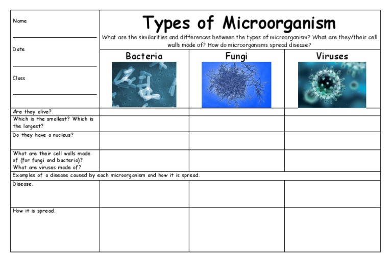 Y8 Microorganism Table | PDF