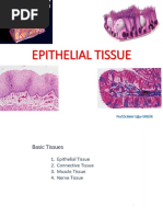 Cow Eye Dissection Lab Report | PDF | Eye | Human Eye