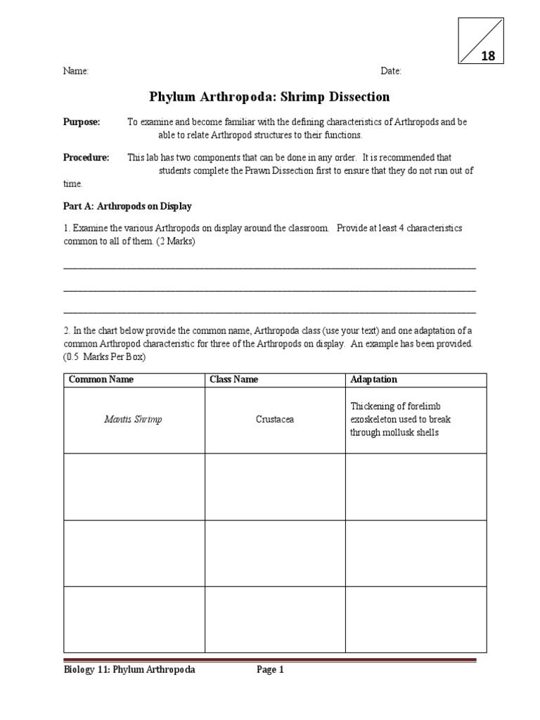Shrimp Dissection Student Current | PDF | Shrimp | Crustacean